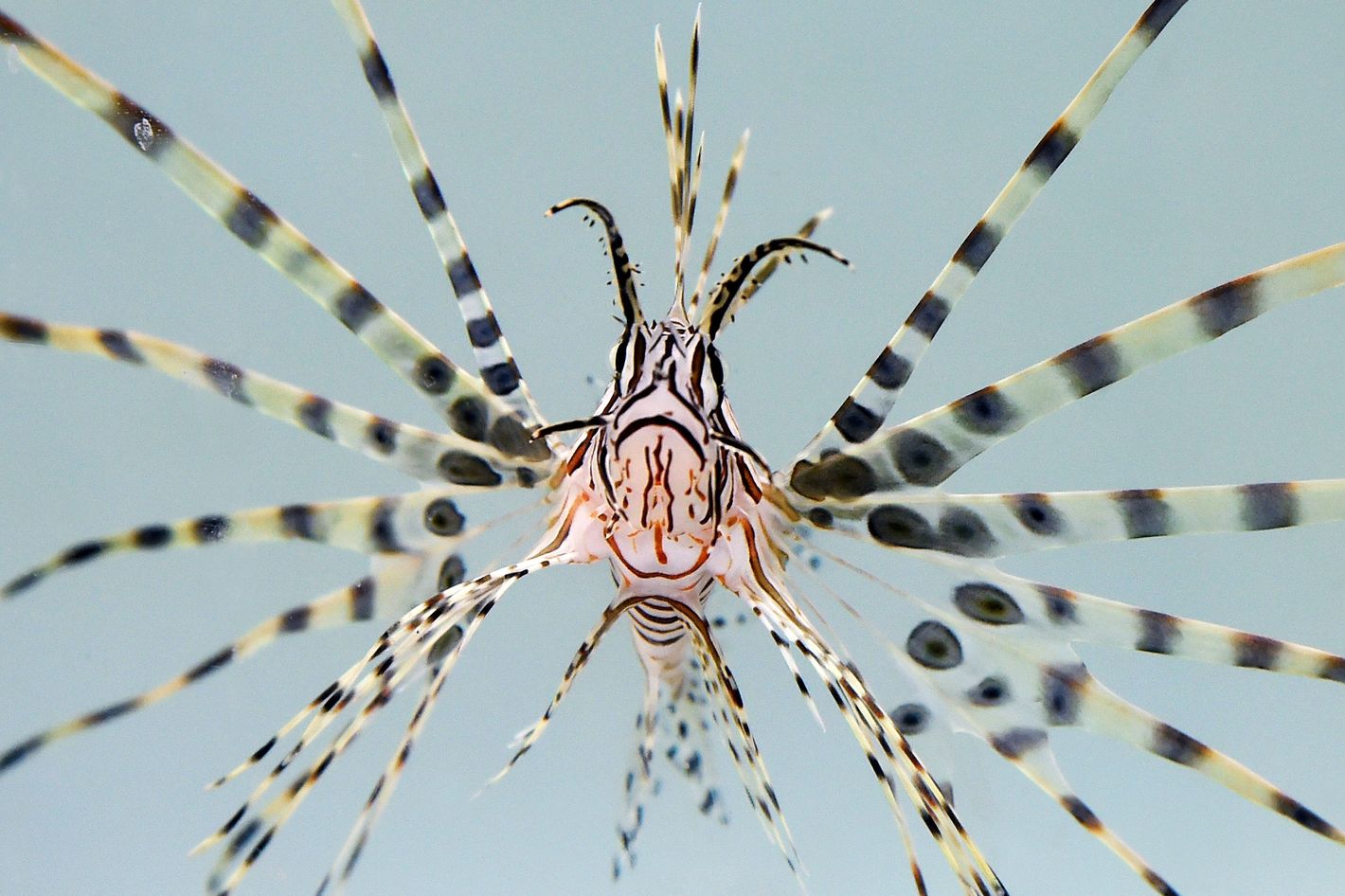 Red Lionfish Invasive Species