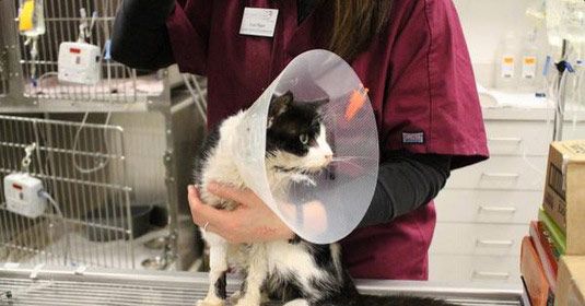 Florida Is Home to at Least One Zombie Cat