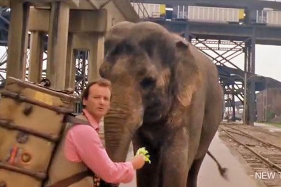 Get to Know the Real Star of Water for Elephants, the Busiest Pachyderm ...