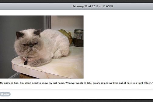 Nick Offerman Picks His Favorite ‘Cats That Look Like Ron Swanson ...