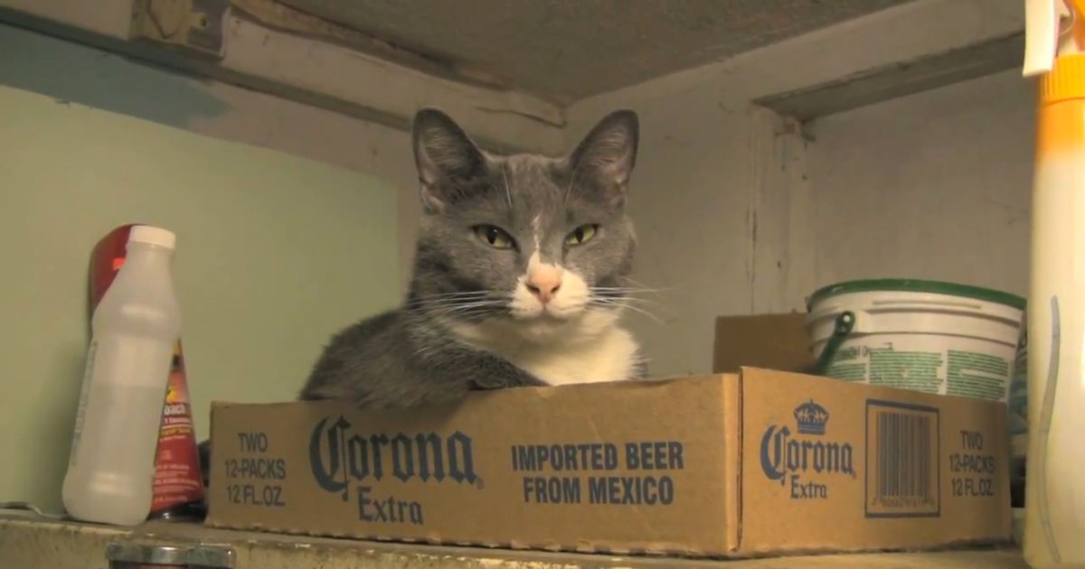 Documentary Short Explores the Majesty of the Bodega Cat