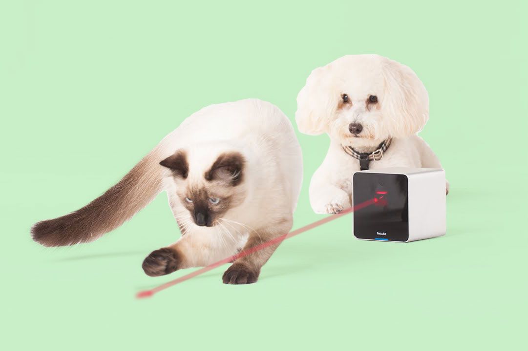 PetCube Is the Best Camera to Watch Your Pets While at Work | The ...