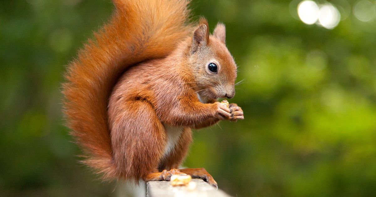Squirrel Fitness-Tracker Study: Women Busier Than Men