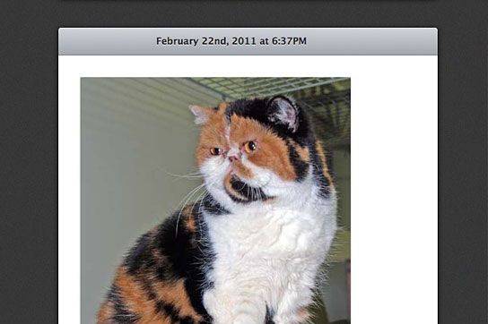 Nick Offerman Picks His Favorite ‘Cats That Look Like Ron Swanson ...