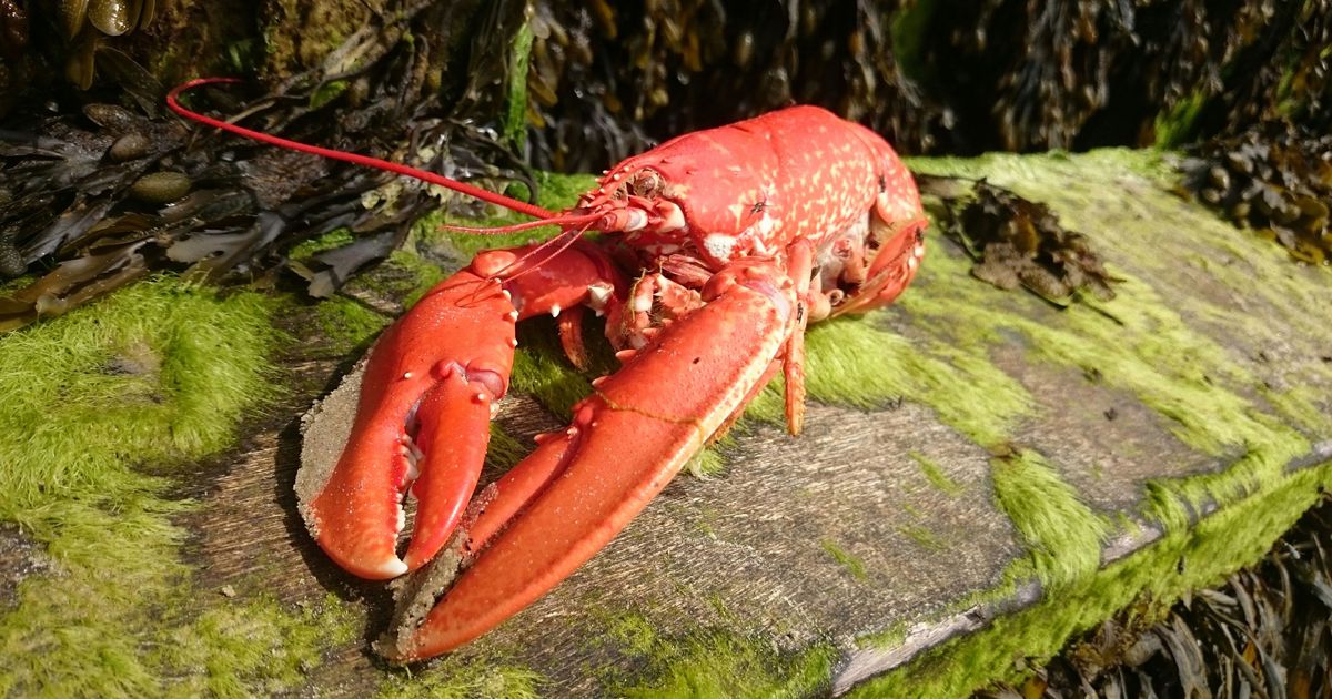 Maine’s Lobsters Are Going Extinct Because of Global Warming