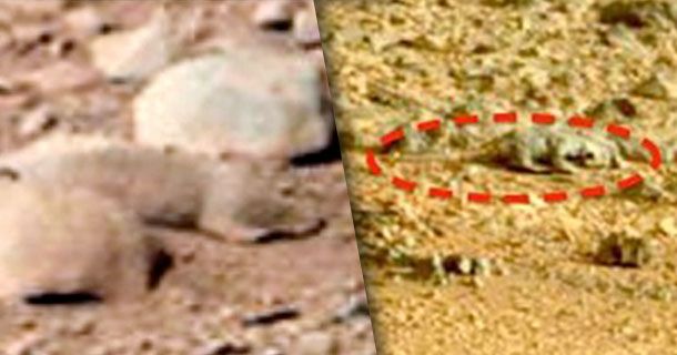 There Are Lizards and Squirrels on Mars, or Maybe They’re Just Rocks