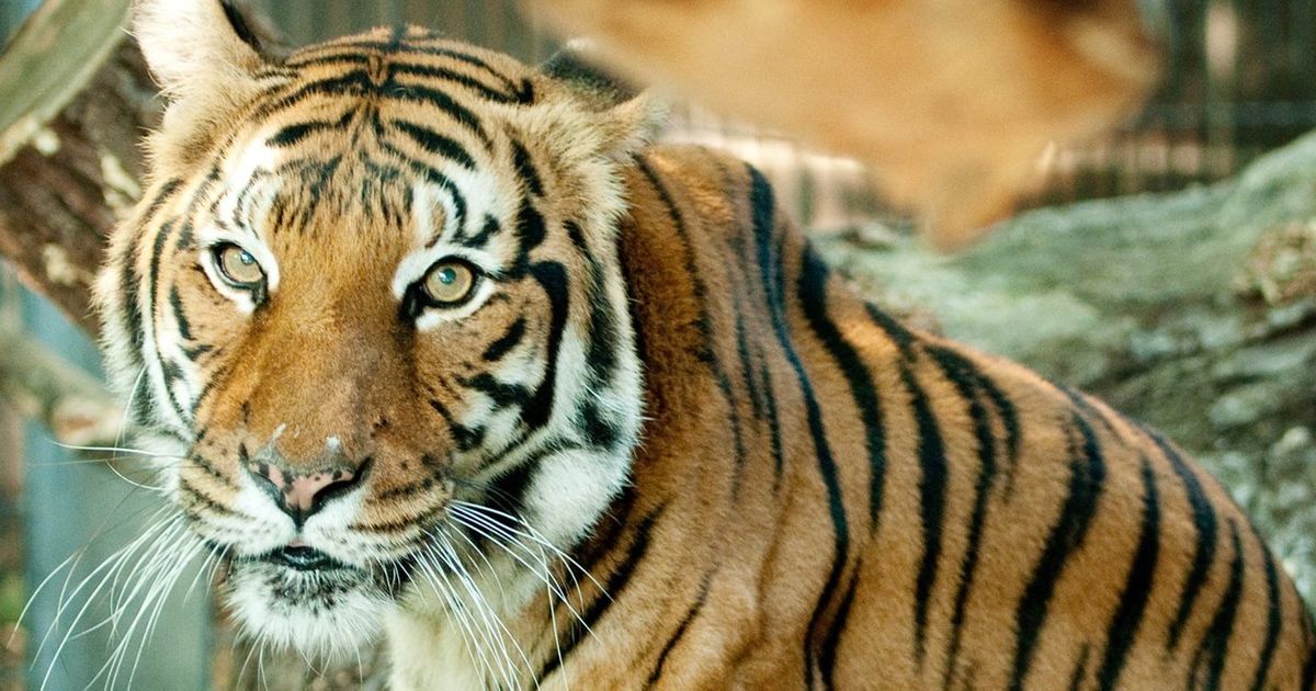 Allegedly Drunk Zoo Trespasser Bitten by Elderly 3-Legged Tiger