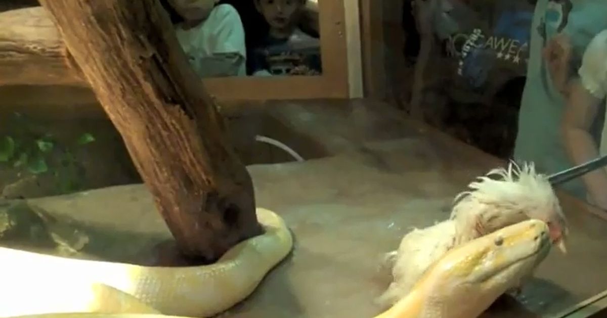A Giant Python Escaped at the Brooklyn Children’s Museum