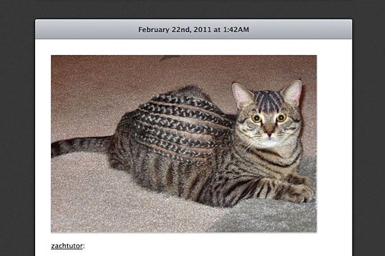 Nick Offerman Picks His Favorite ‘Cats That Look Like Ron Swanson ...