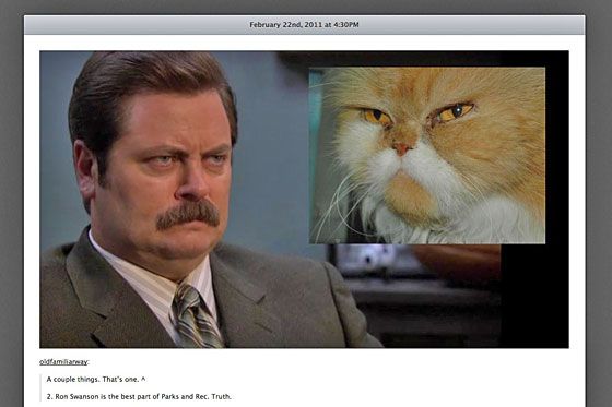 Nick Offerman Picks His Favorite ‘Cats That Look Like Ron Swanson ...