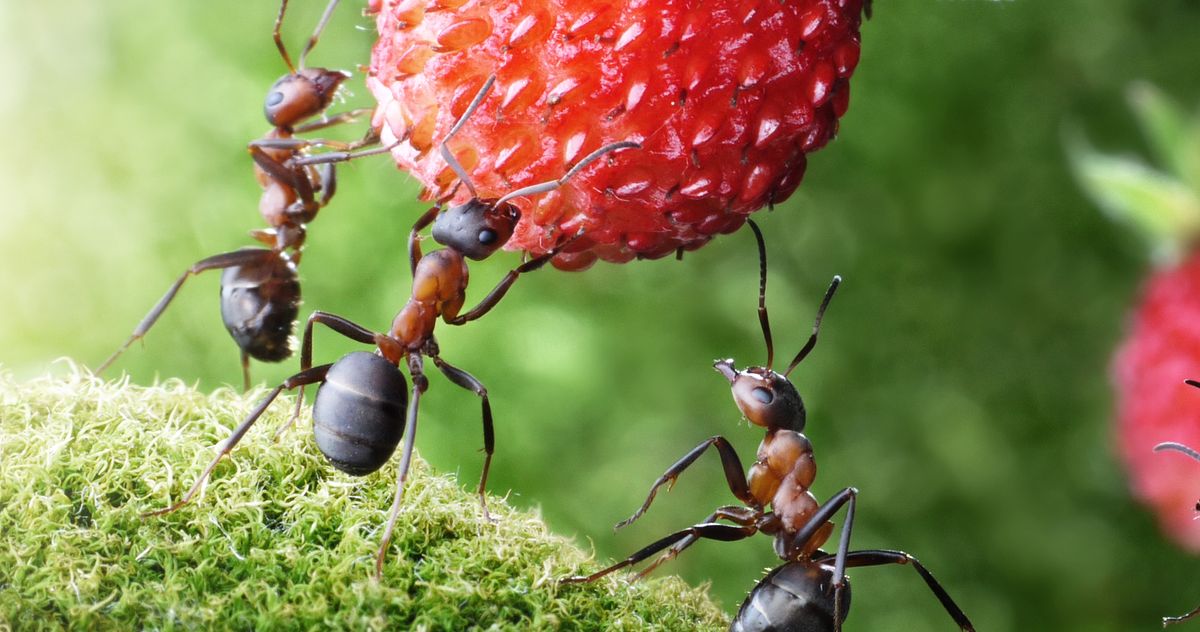 People Are Role-Playing as Ants on Facebook, Because Why Not