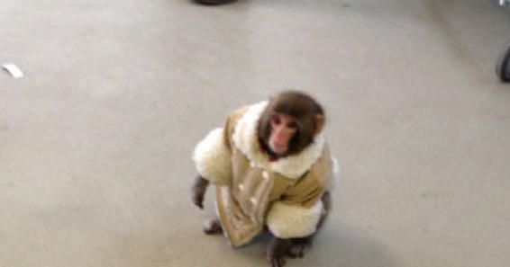 Judge Refuses to Return the Ikea Monkey to Its Mom