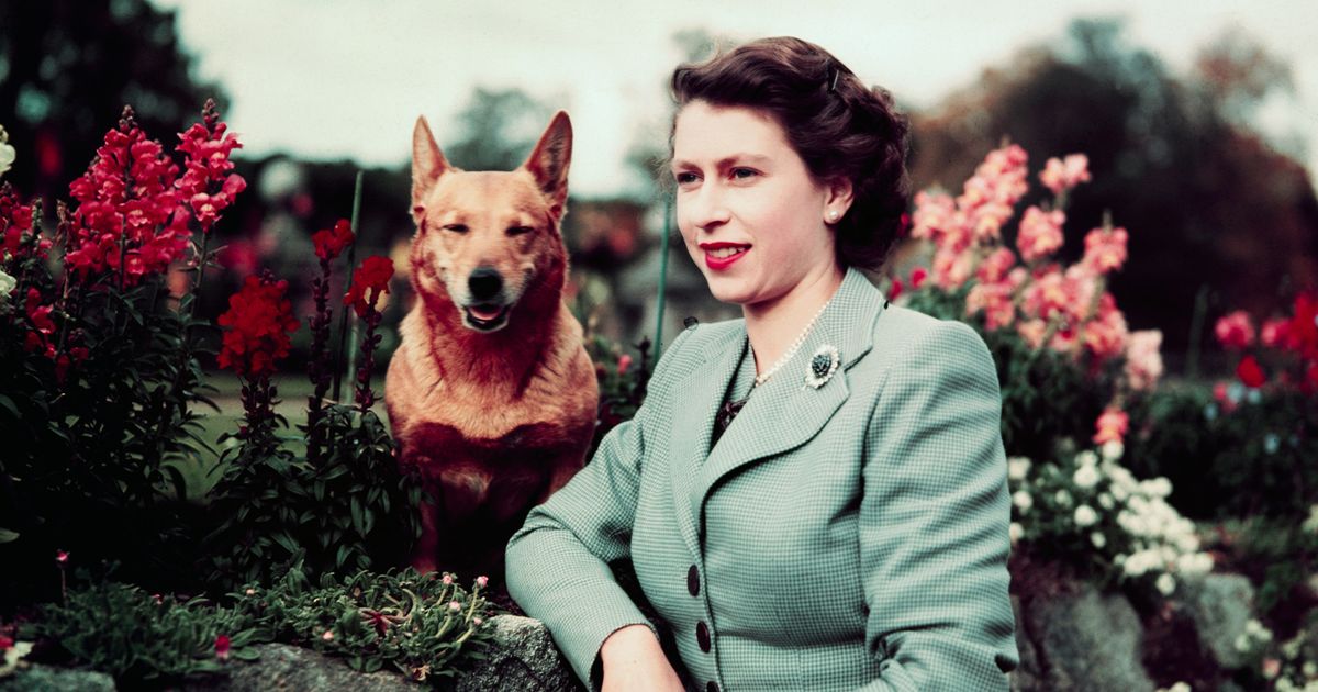 Wait, How Many Last Corgis Does Queen Elizabeth Have?