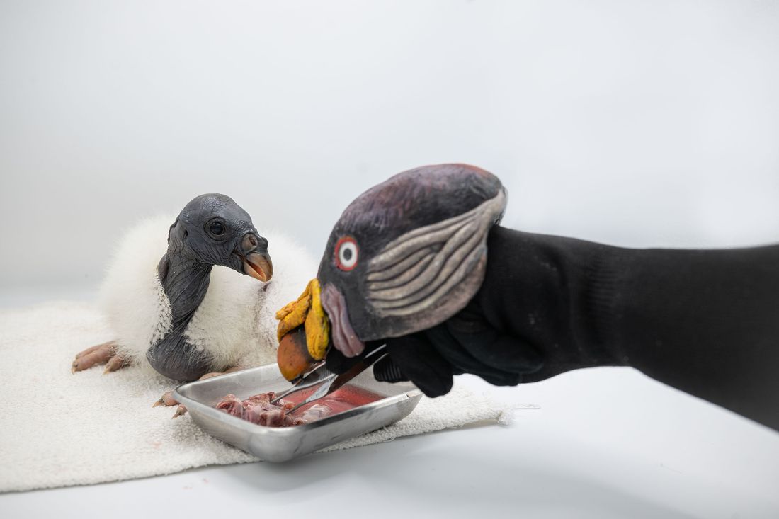 Feeding the Bronx Zoo’s Baby King Vulture With a Hand Puppet