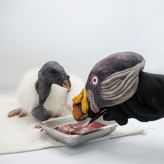 Jeremy Allen White Is Rotta the Hutt in Mandalorian Film