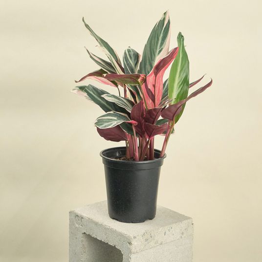 9 Best Child-Safe Plants - 2019 | The Strategist