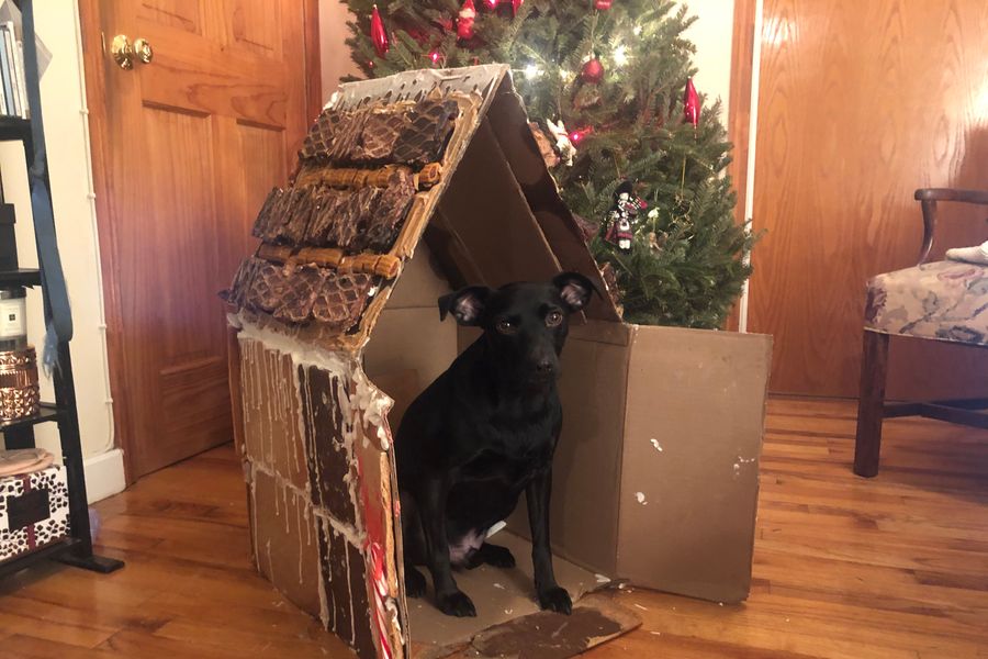 Can I Build a Gingerbread House Big Enough for My Dog?