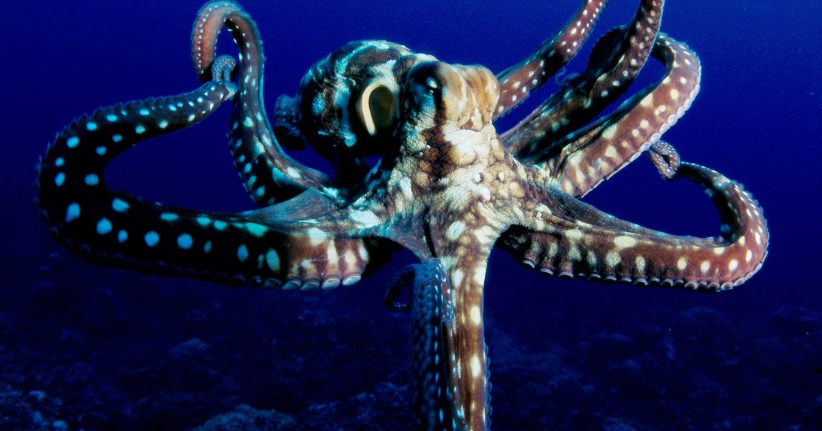 Octopus Sneaks Away to Freedom -- Science of Us