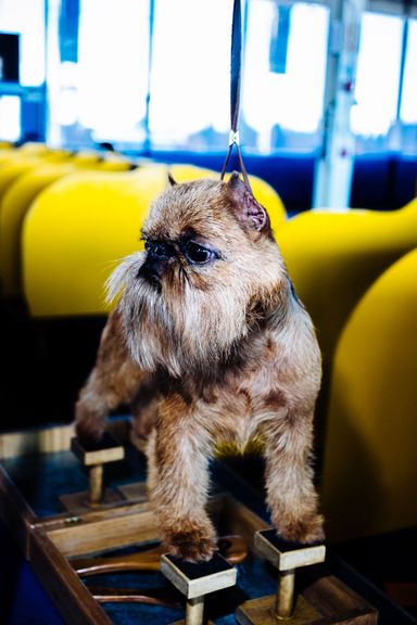 See All of the Primping Pups at the Westminster Dog Show