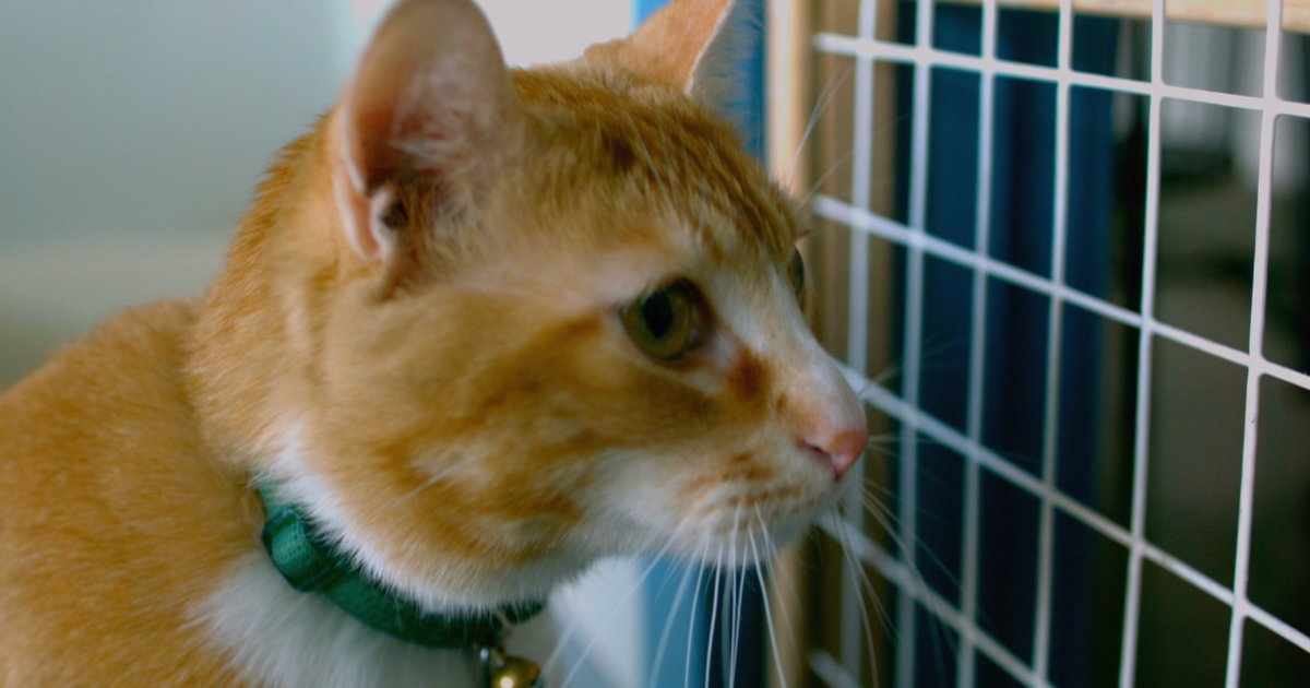 We’re One Step Closer to Knowing What Cats Are Thinking -- Science of Us