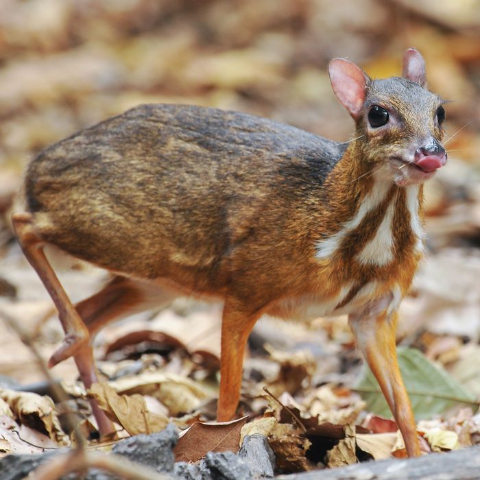 Deer Mouse Lost To Science For 30 Years Has Been Spotted