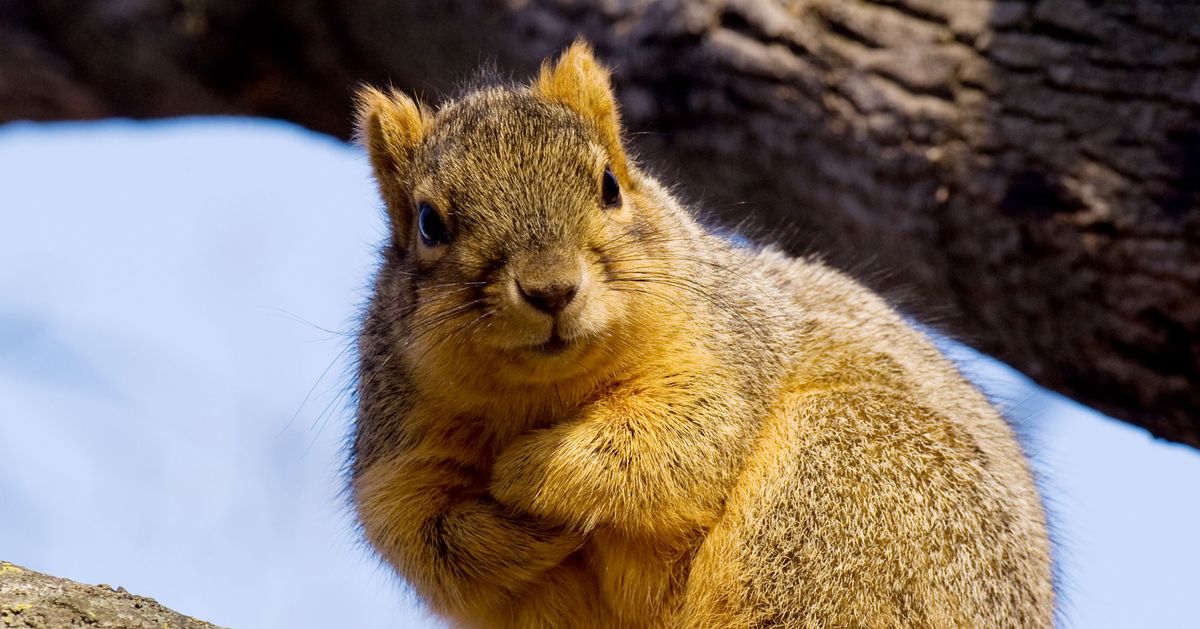 Squirrels Ravaging New England’s Maple Syrup Production