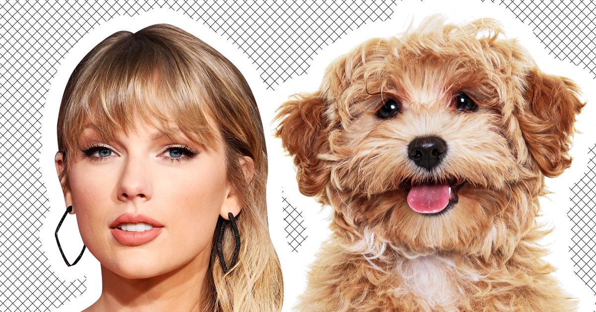 ‘Taylor Swift’ Is Apparently a Popular Dog Name