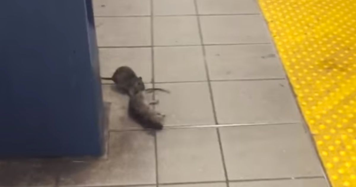 Subway Rat Gives Up Pizza for Cannibalism in New Video