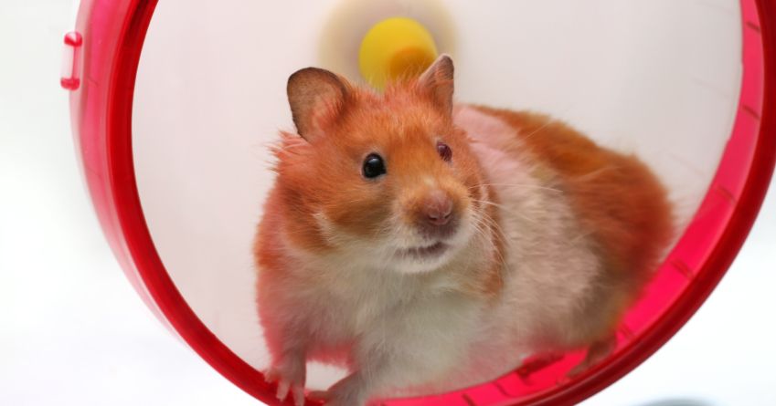 Hamster Killer Walks Free!