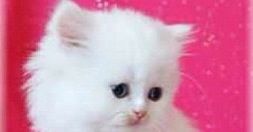 Kim Kardashian Uses a Kitten to Promote Kanye West’s Album