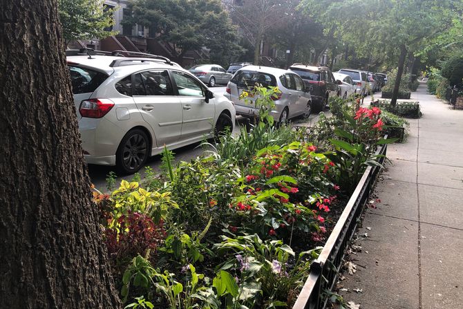 New York City’s Tree Pit Gardens