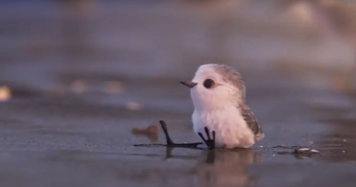 Piper Teaser: Pixar’s New Short Is Overwhelmingly Cute