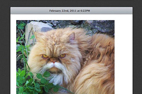 Nick Offerman Picks His Favorite ‘Cats That Look Like Ron Swanson ...