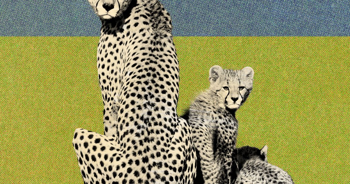 Are You a Silky Mom, a Crunchy Mom, or a Scrunchie Mom?