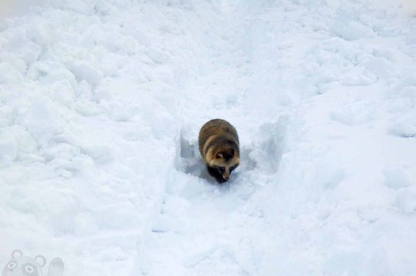 A Tanuki, the Japanese Raccoon Dog, Is the Cute Animal of This Internet ...