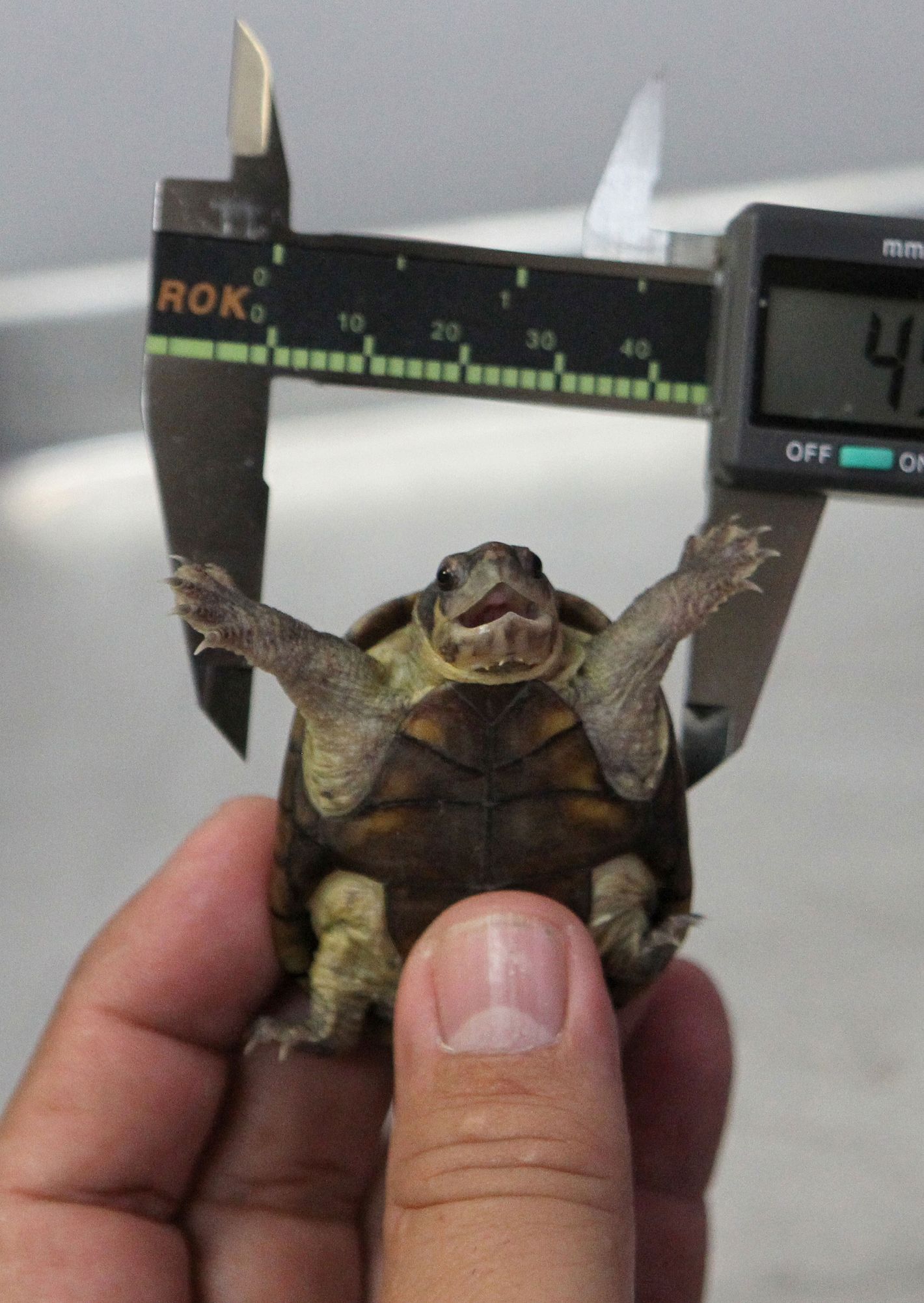 Creepy Turtle Researcher Stripped of Major Turtle Award