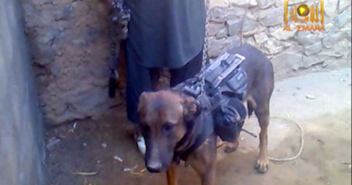 Talibans Latest U.S. Hostage Is a Military Dog, Taliban Says