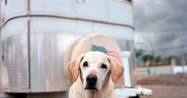 Portraits of 9/11 Rescue Dogs Will Bring You to Tears