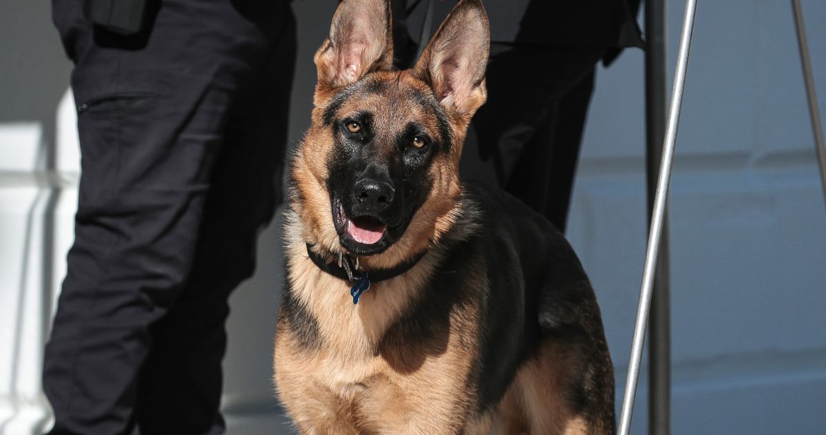 President Biden’s Dog, Commander, No Longer at White House