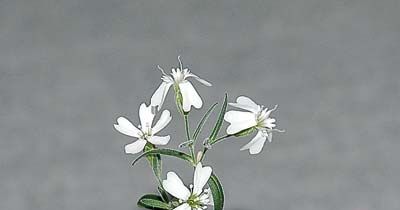 Russian Scientists ‘Jurassic Park’ a 32,000-Year-Old Flower