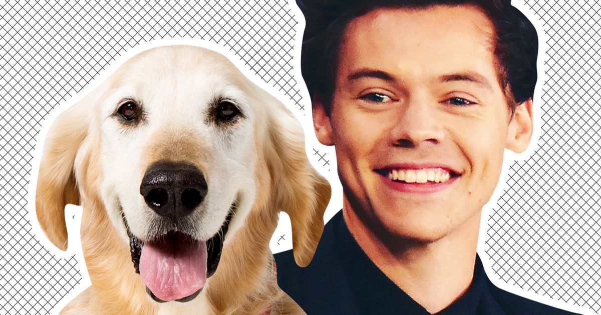 Harry Styles Volunteers to Watch Random Man’s Dog