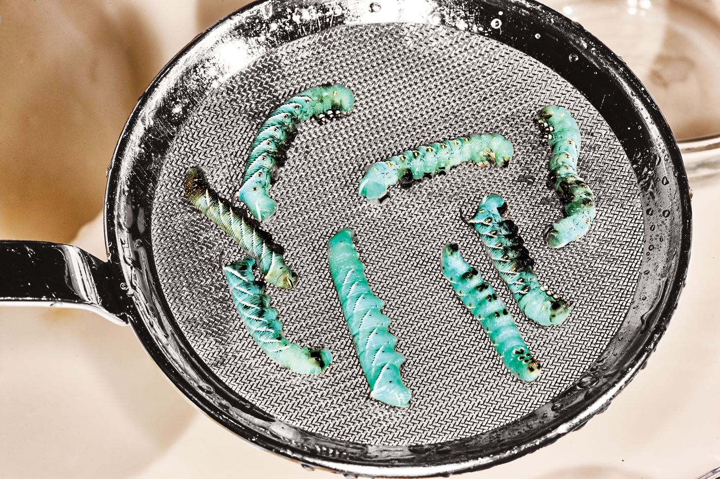 Edible Insects Are the Food of the Future