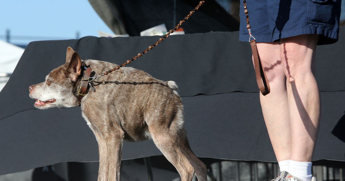 Behold the World’s New ‘Ugliest’ Dog