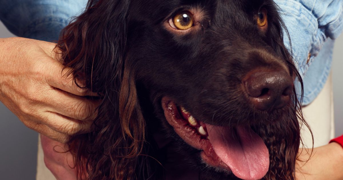 How They Found This Lost Dog in New York