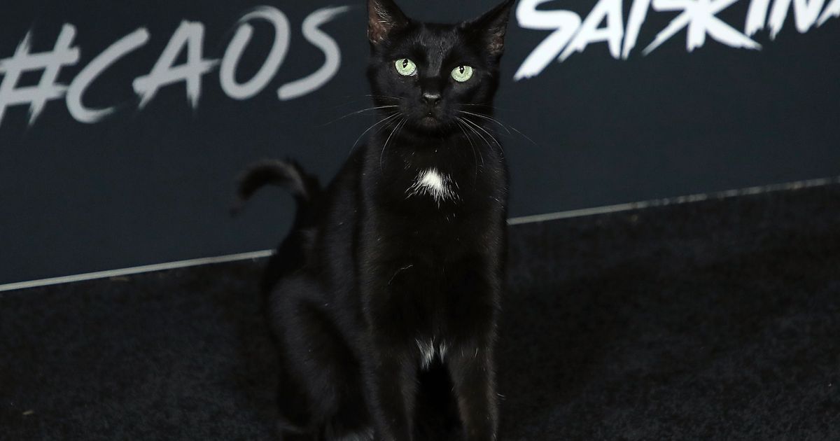 Chilling Adventures of Sabrina’s Cat Salem Walks Red Carpet