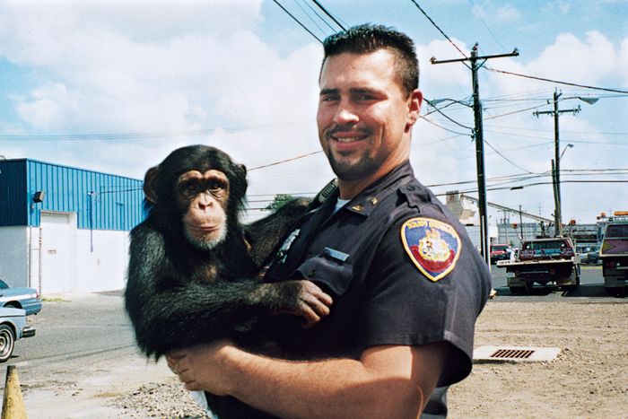 Travis the Menace: The Family Saga of Travis the Chimp