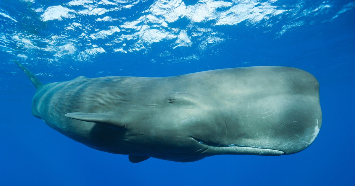 So, It Turns Out Some Whales Have Regional Accents