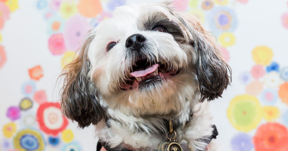 Boris & Horton Opens in NYC