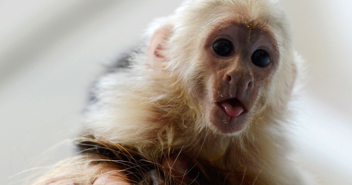 Restaurant Ends ‘Monkey Mondays’ After Biting Incident