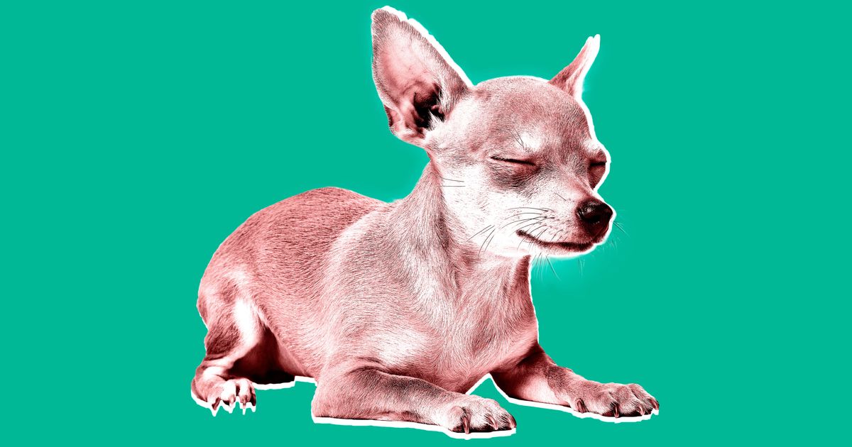 This Narcolepsy Researcher Has a Narcoleptic Dog
